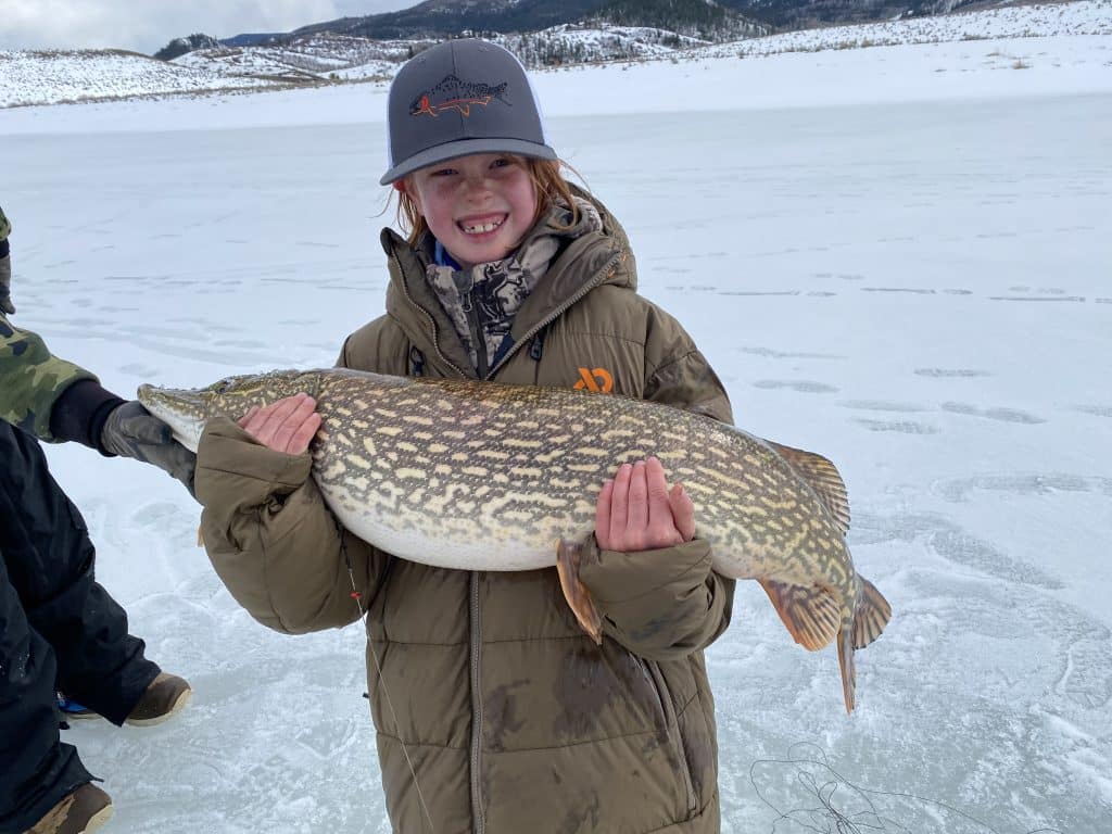 The northern pike: How to catch them and why they have become so ...